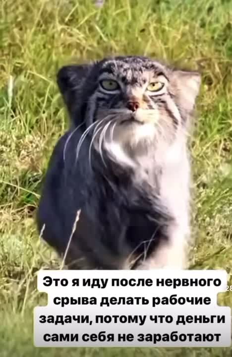 Краска для бровей BRONSUN Крем-краска для бровей и ресниц – купить в ...